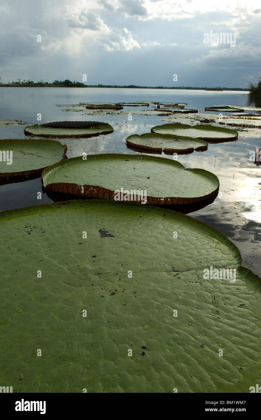 Victoria Water Lily (Victoria amazonica) in the river, Rio Puinahua ...