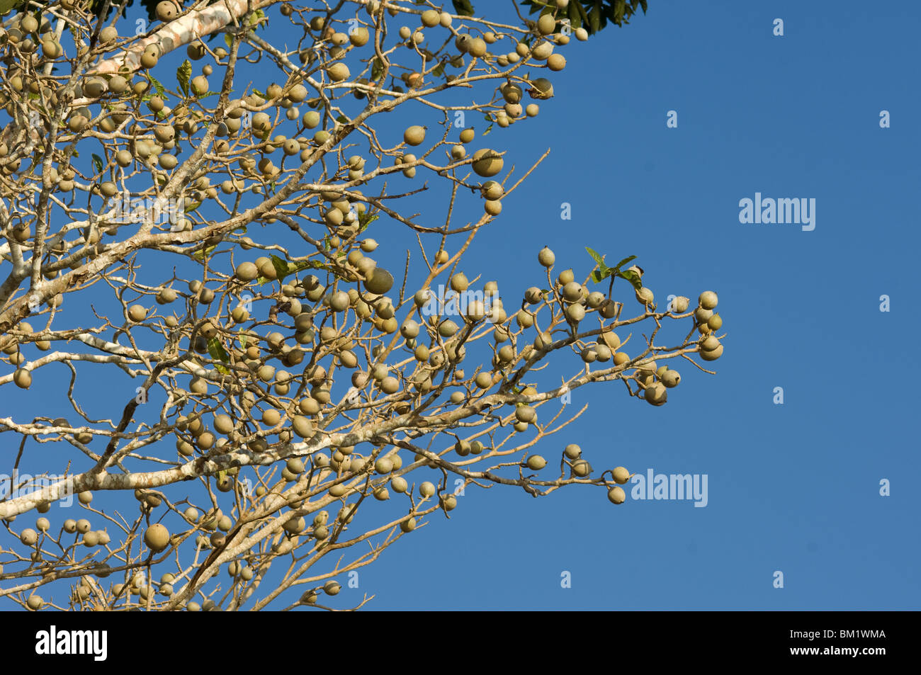 Genipap tree hi-res stock photography and images - Alamy
