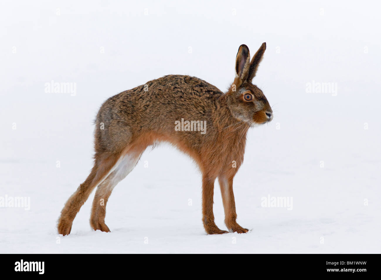 European Brown Hare (Lepus europaeus) stretching in the snow in winter ...