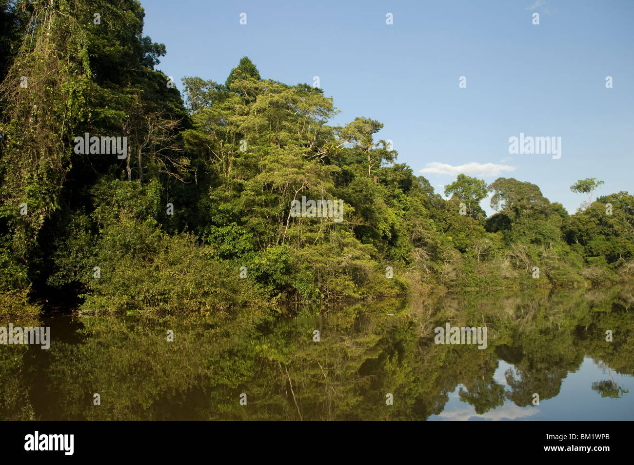 Reflection of trees in a river, Cano Supay, Jenaro Herrera District ...