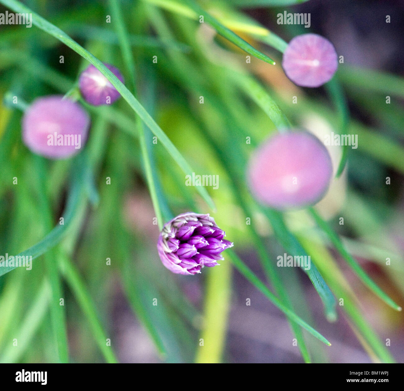 Flowering Allium Schoenoprasum High Resolution Stock Photography and ...