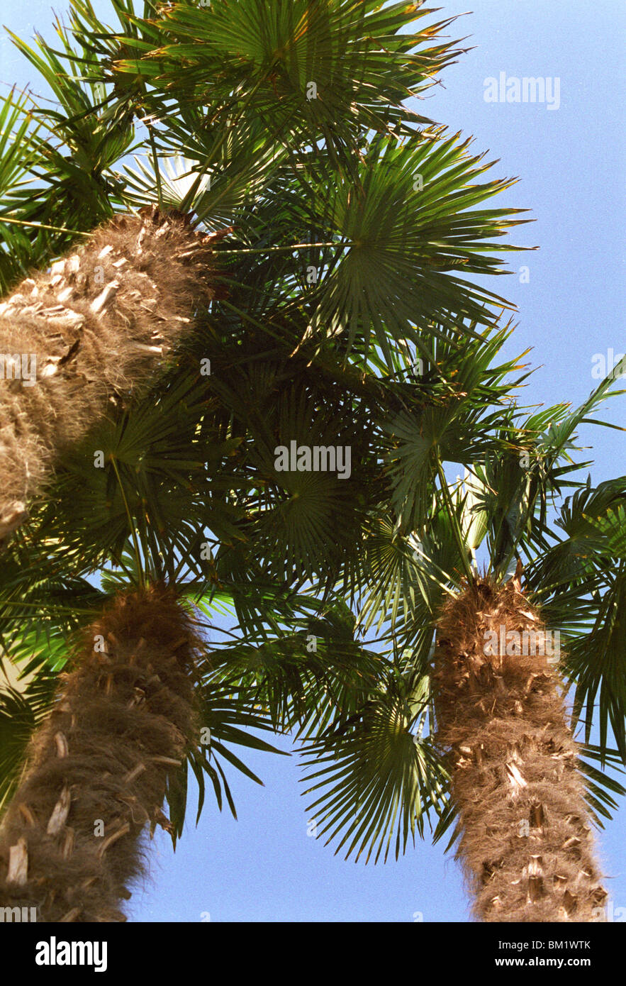 Spikey palm leaves hi-res stock photography and images - Alamy