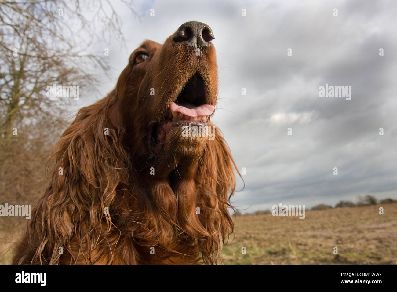 irish red setter barking or coughing Stock Photo - Alamy