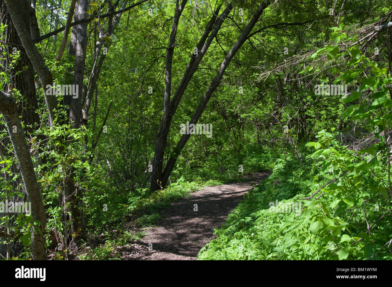 A trail through the woods Stock Photo - Alamy