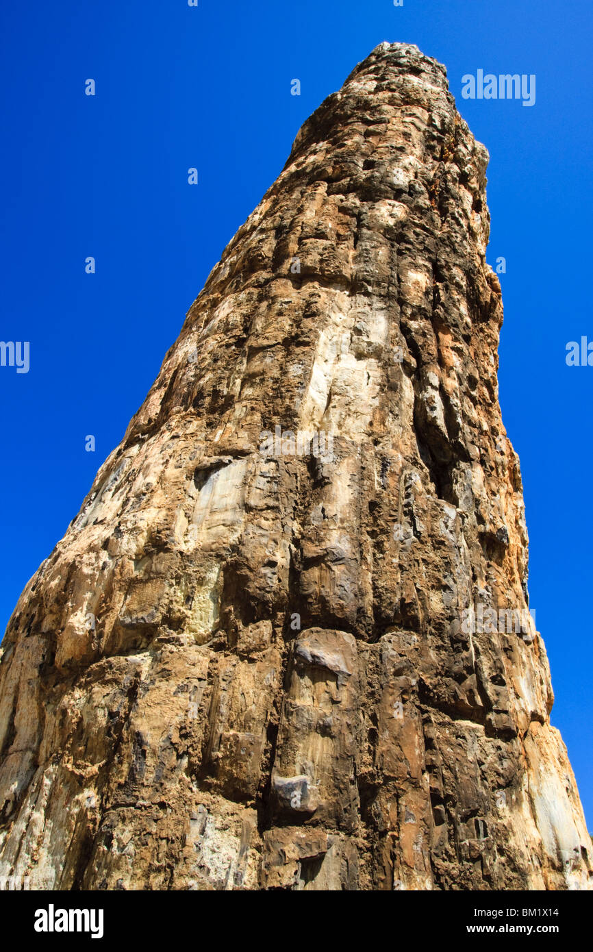 Fossilized forest hi-res stock photography and images - Alamy