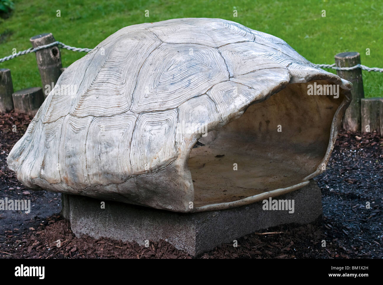Tortoise / Turtle's shell at the Antwerp Zoo, Belgium Stock Photo - Alamy