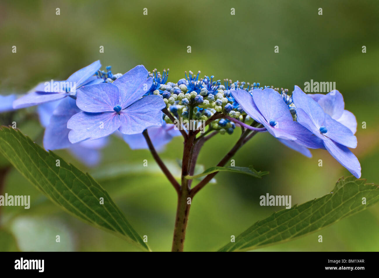Hydrangea / Hortensia (Hydrangea), native to Asia in garden, Belgium ...