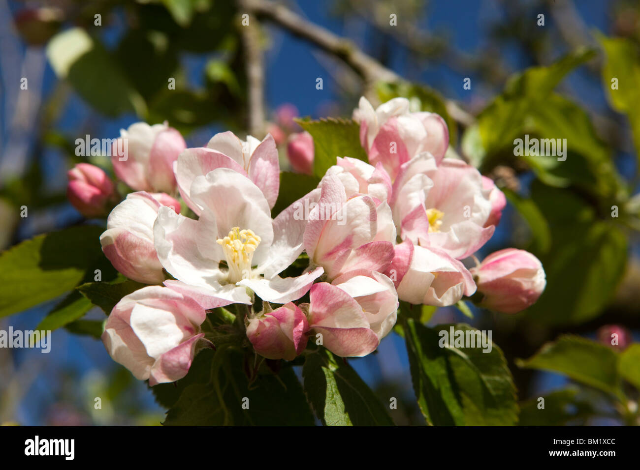 Dragon fruit tree hi-res stock photography and images - Alamy