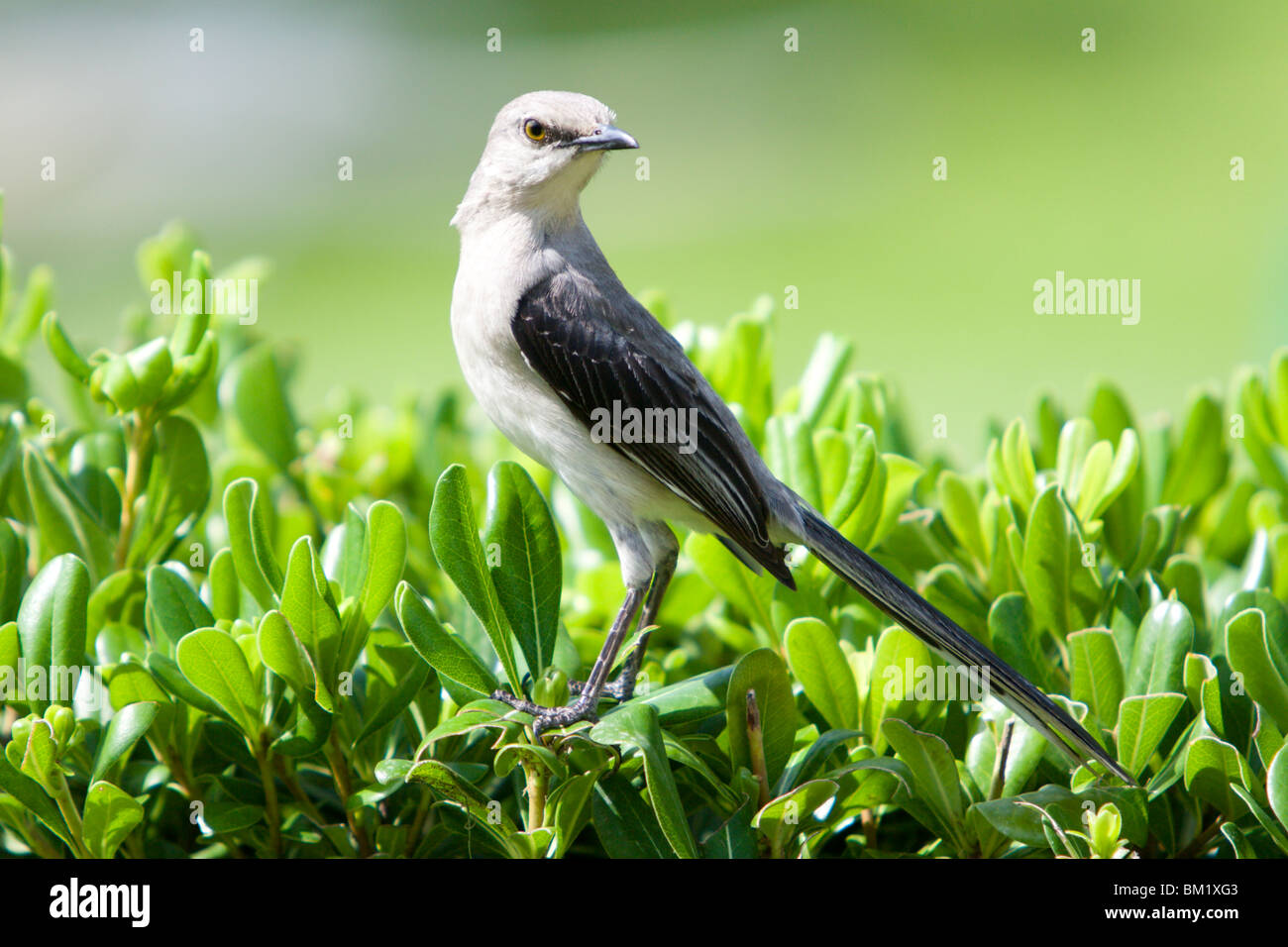 A tropical mockingbird in vegetation on the island of Isla Mujeres near ...