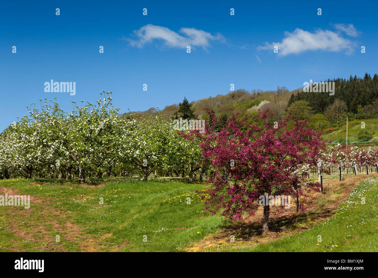Cider apple orchard uk hi-res stock photography and images - Alamy