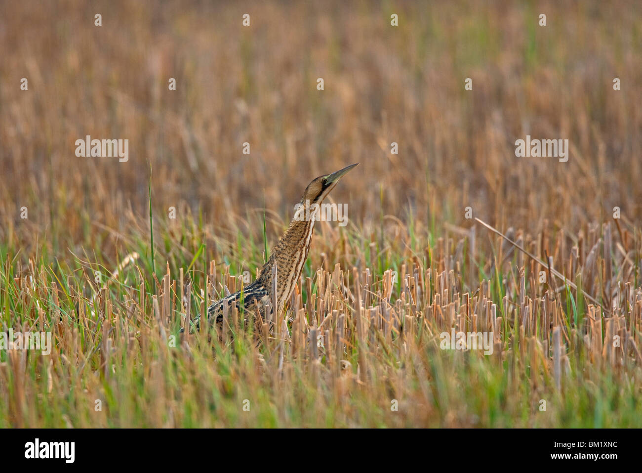 Bittern botaurus stellaris standing in hi-res stock photography and ...