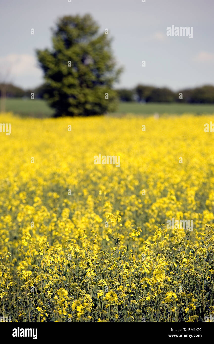 Field of rapeseed growing on the South Downs in Sussex Stock Photo - Alamy
