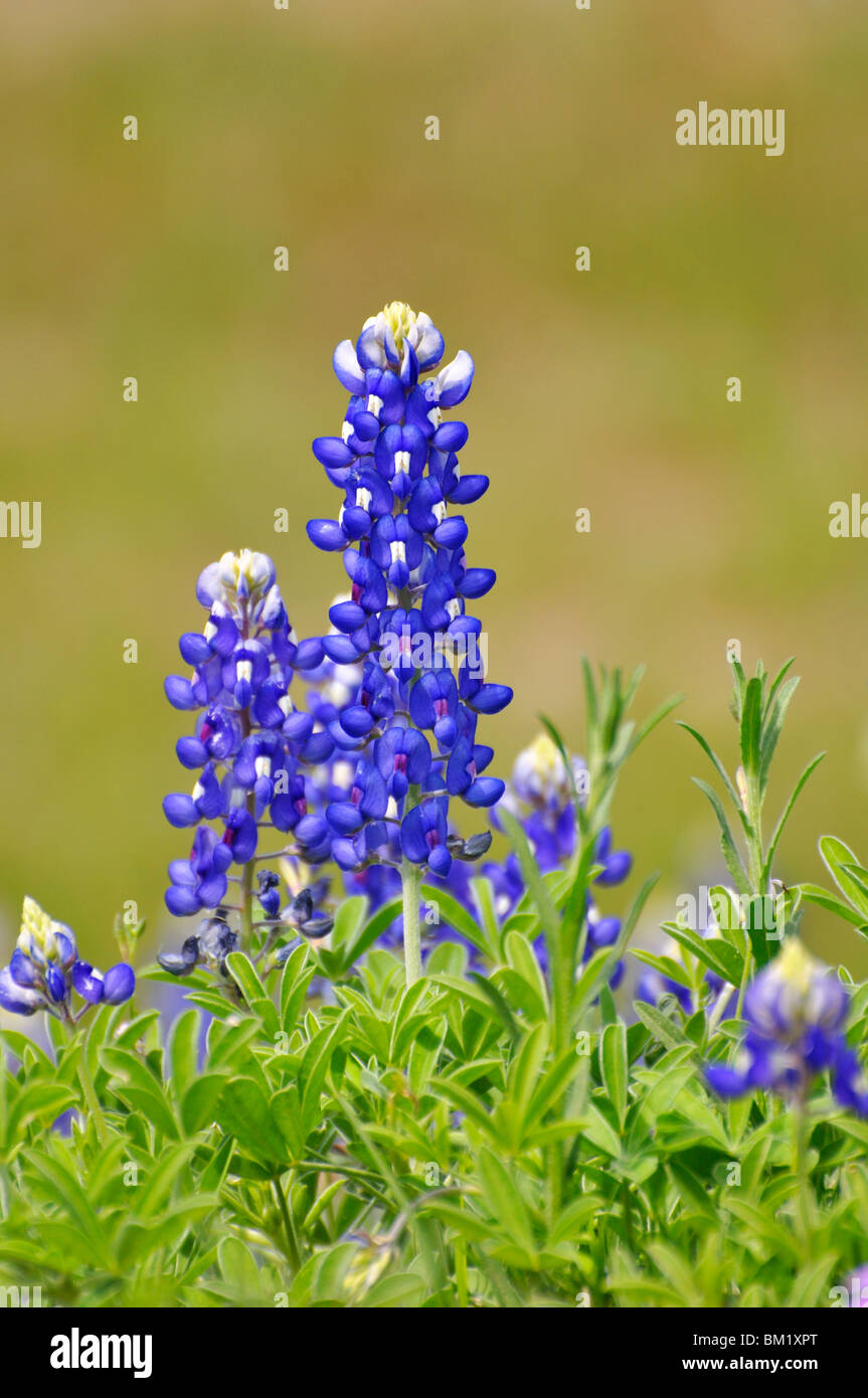 Bluebonnets closeup hi-res stock photography and images - Alamy