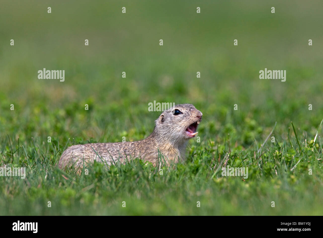 Squirrel teeth hi-res stock photography and images - Alamy