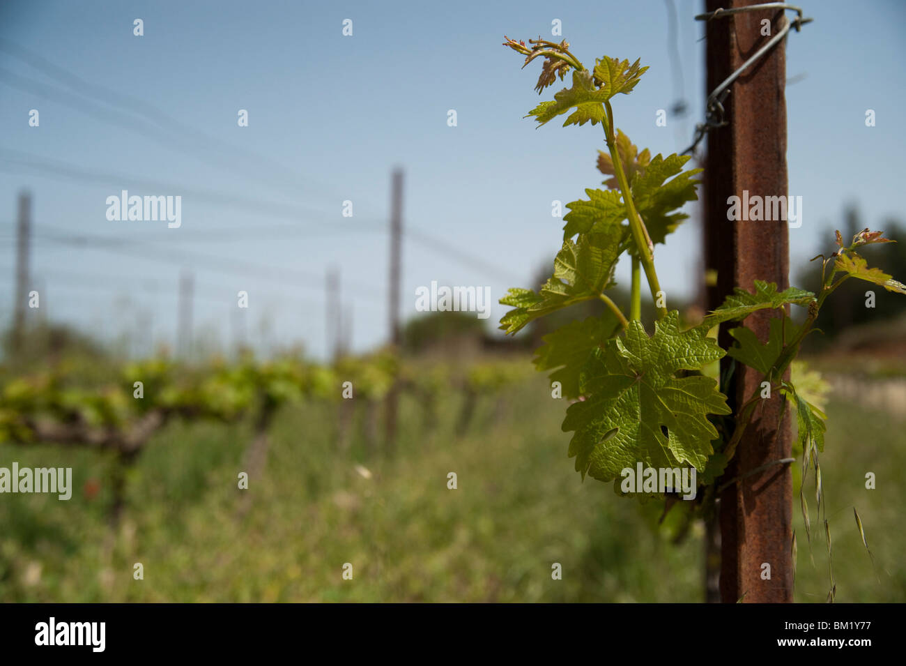 Israel, Judea Mountains, Grape vines in a vineyard Stock Photo - Alamy