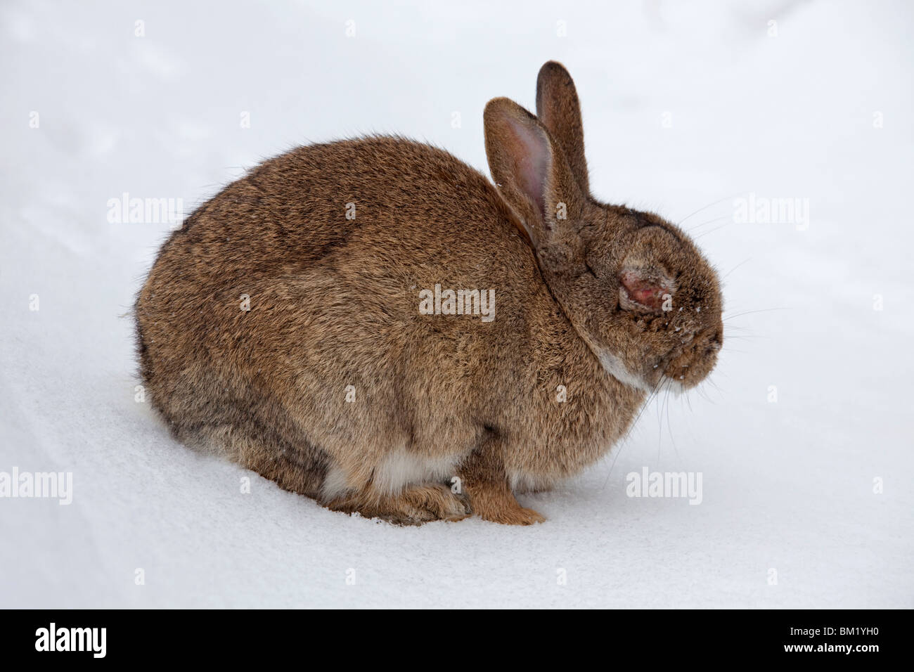 Rabbit myxomatosis myxoma virus hi-res stock photography and images - Alamy