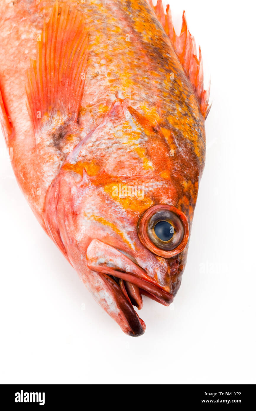 Red Fish with white background Stock Photo - Alamy