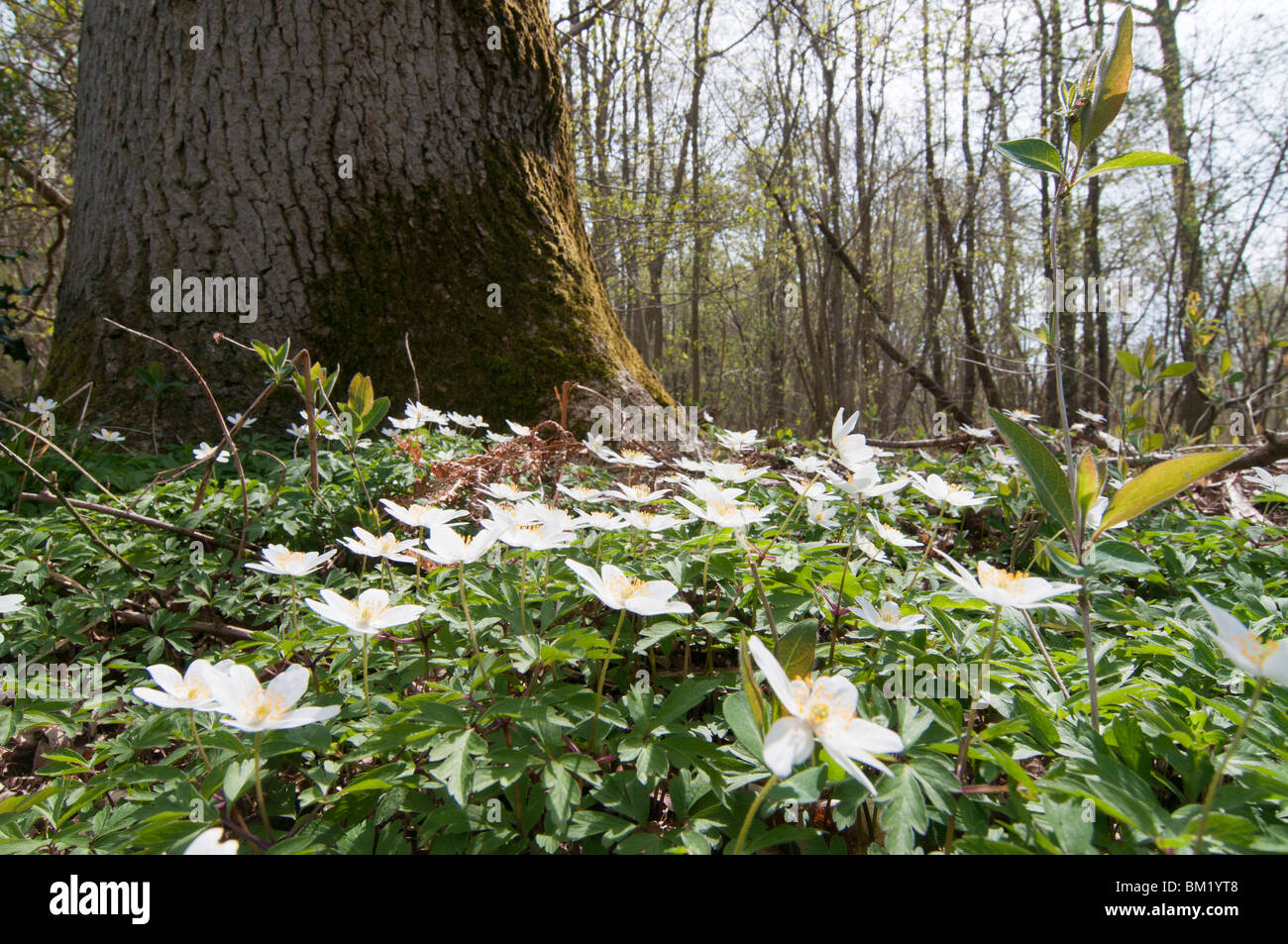 Wood anemones tree hi-res stock photography and images - Alamy