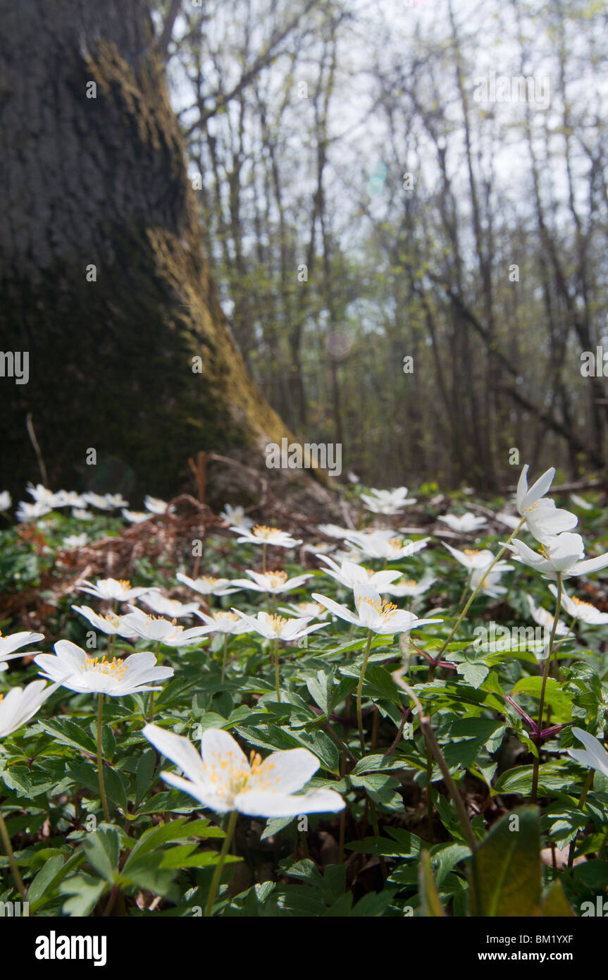 Clump of wood anemones (anemone ursinum) in front of oak tree (Quercus ...