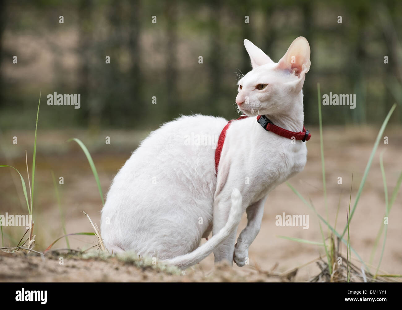 white cornish rex cat sitting on sand on forest background Stock Photo ...