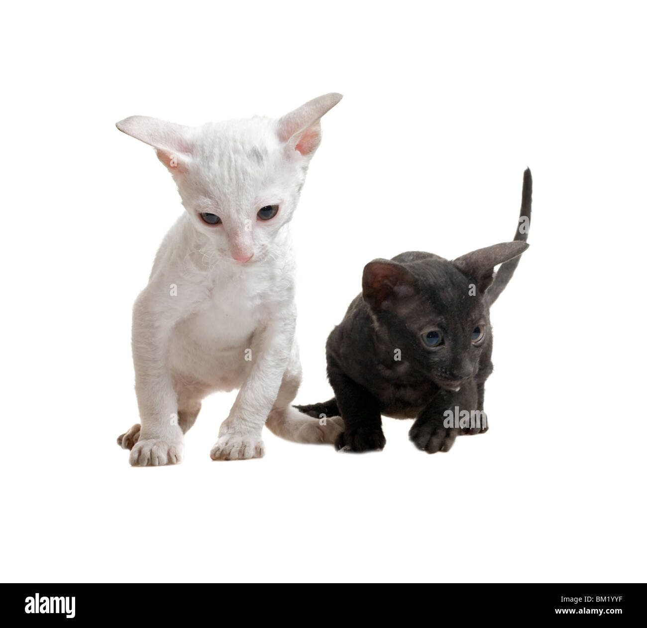 Black cornish rex cat hi-res stock photography and images - Alamy