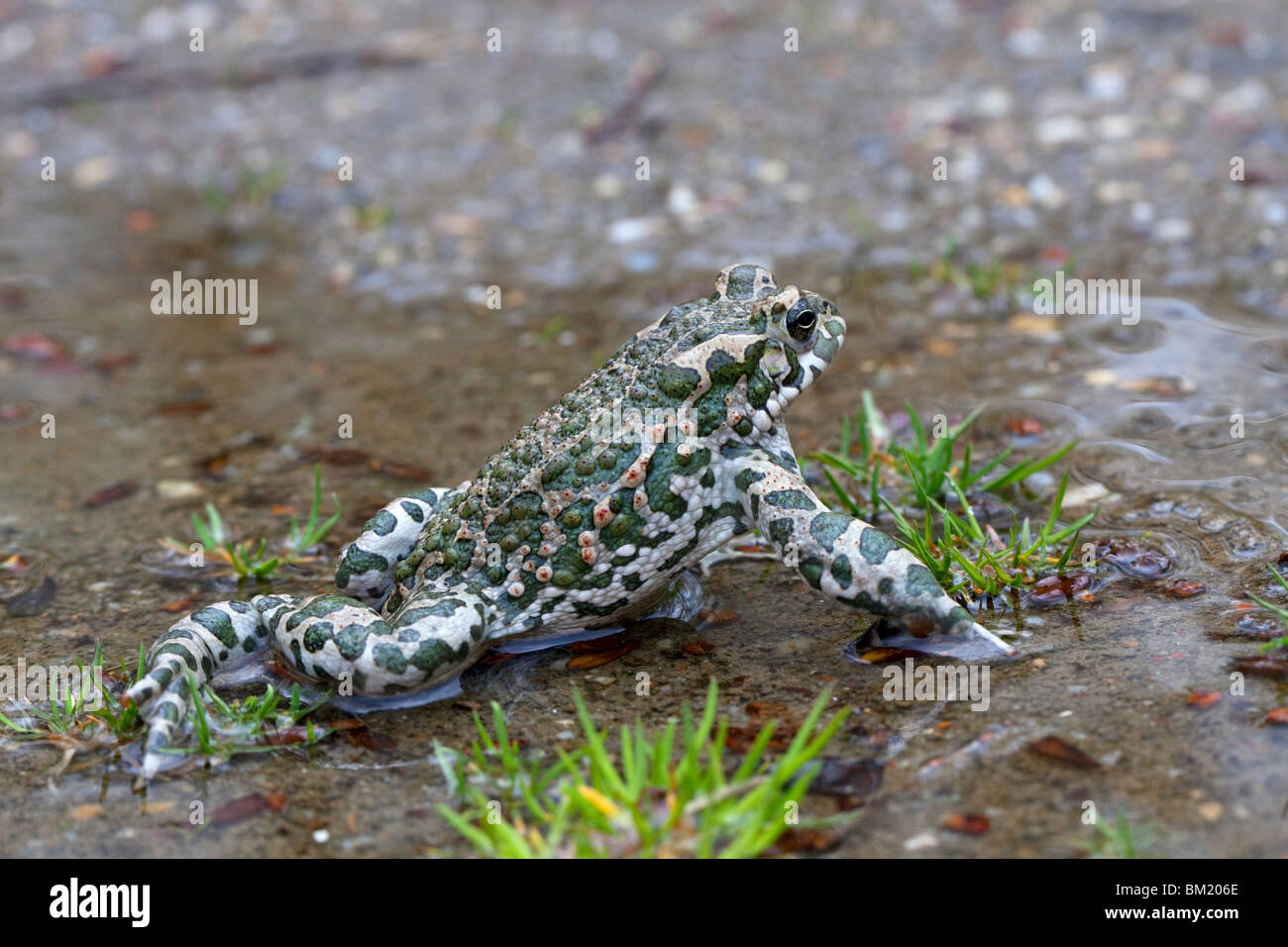 Walking toad hi-res stock photography and images - Alamy