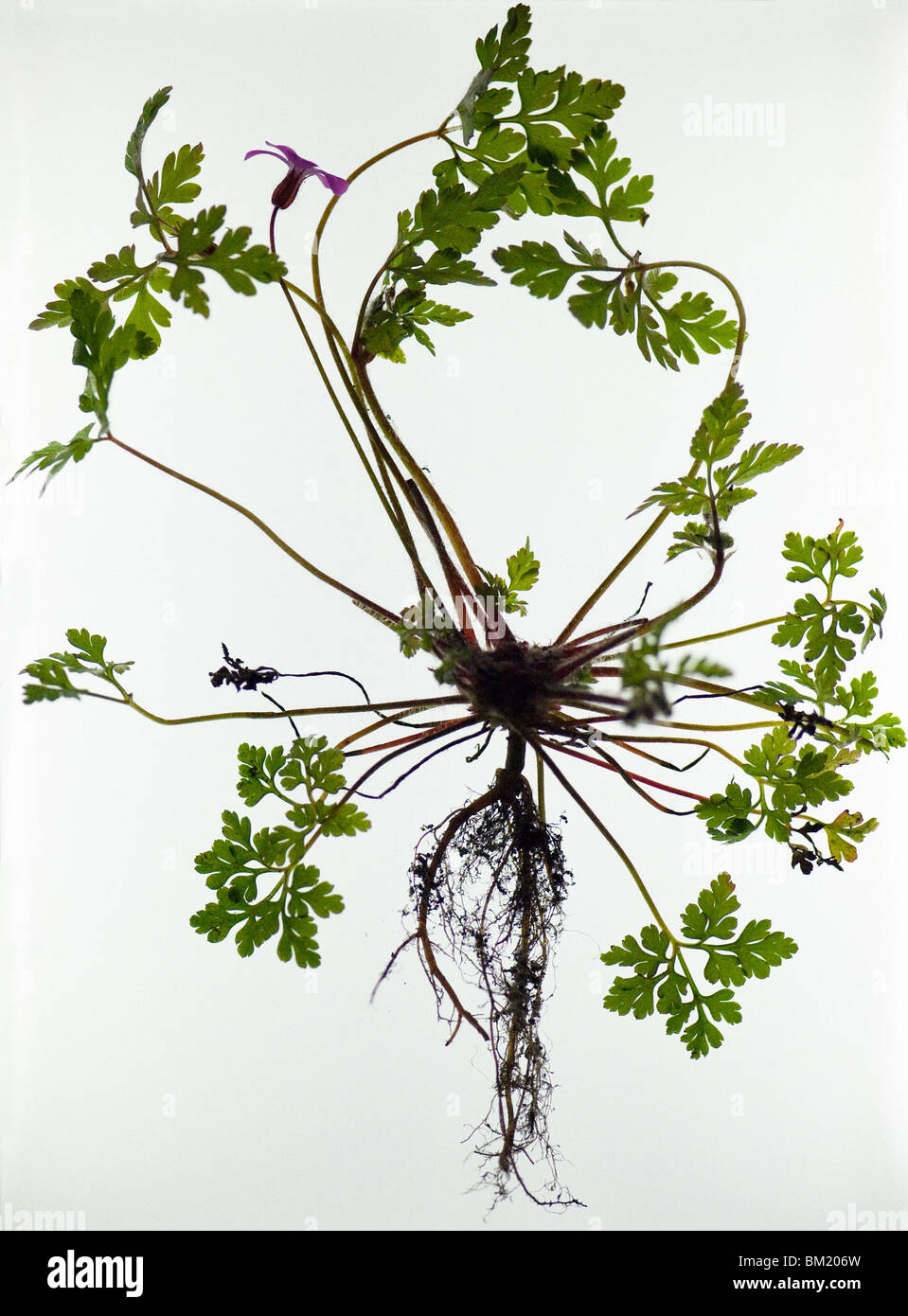 A close-up of a flowering weed isolated on a white background Stock ...