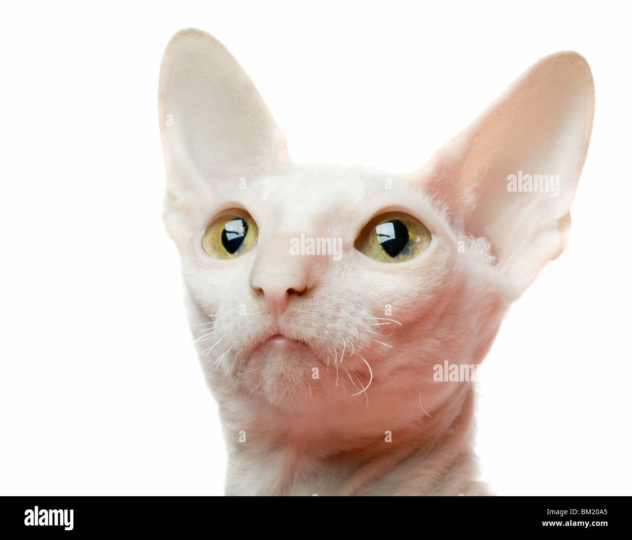 head of white cat isolated on white Stock Photo - Alamy