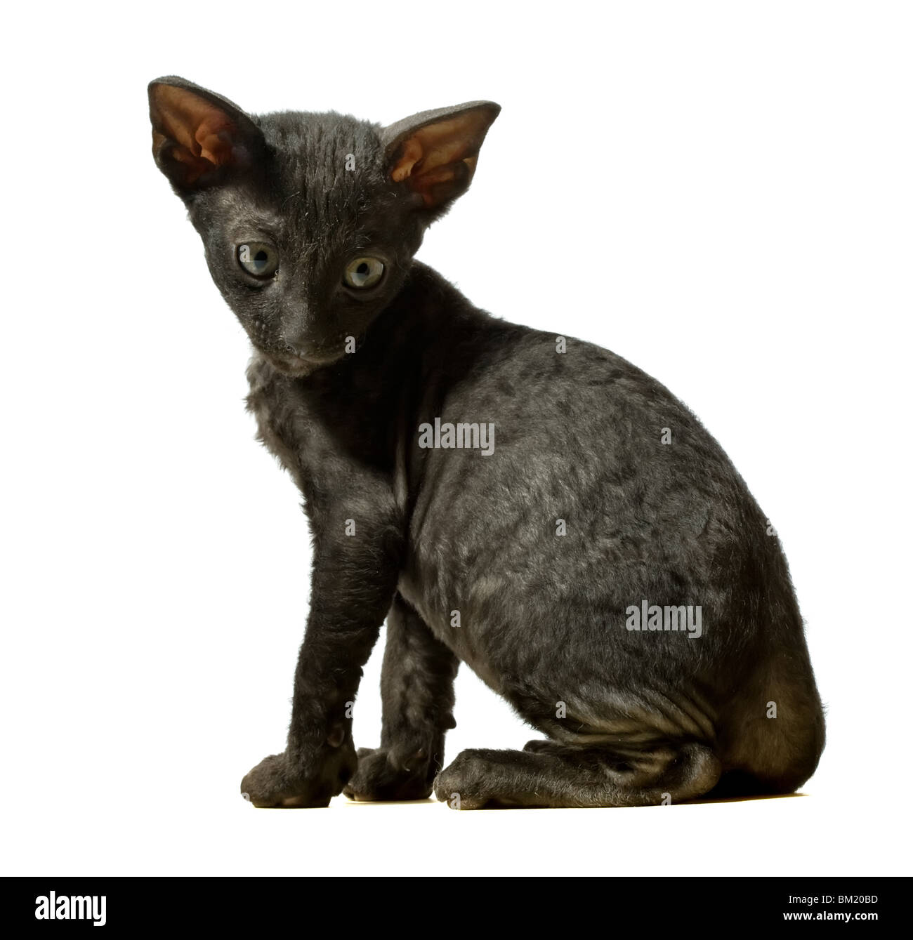 black cornish rex kitten sitting in profile isolated on white Stock ...