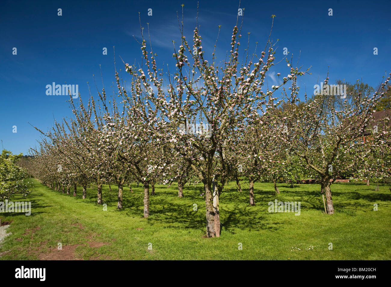 UK, England, Herefordshire, Putley Dragon Orchard, cider apple trees in ...