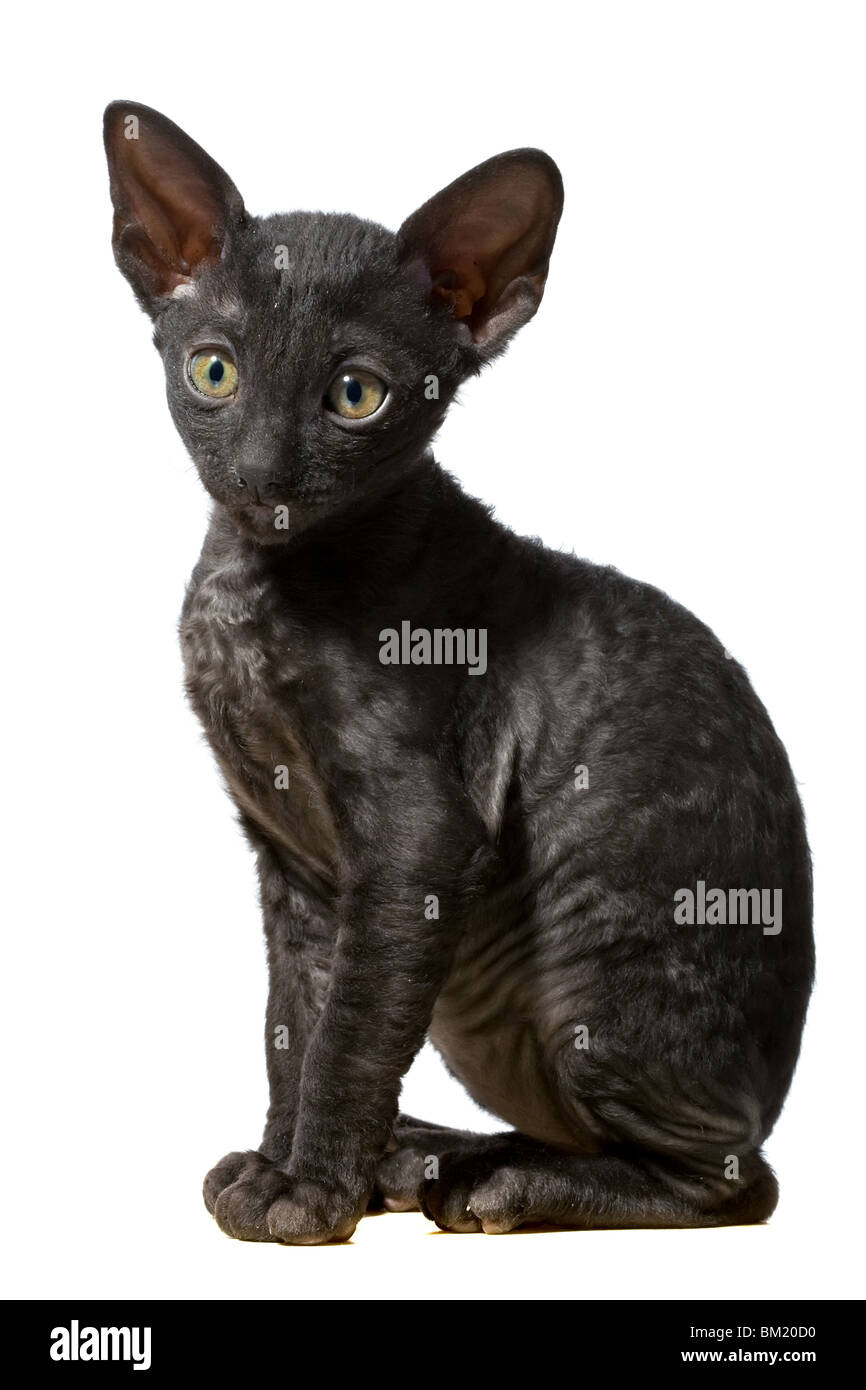 black cornish rex kitten sitting in profile isolated on white Stock ...