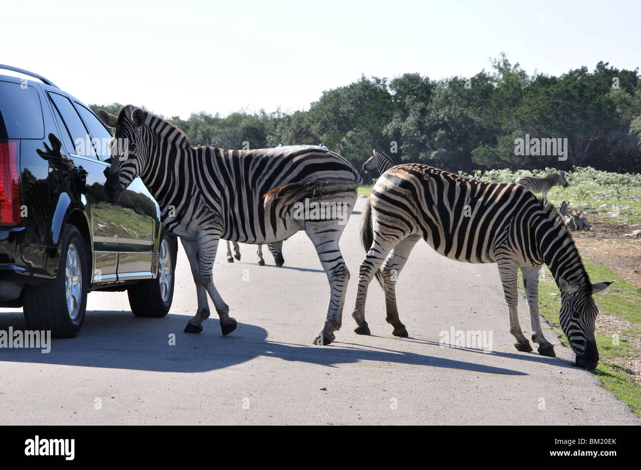 African Safari at Wildlife Ranch, Texas Hill Country, USA Stock Photo ...