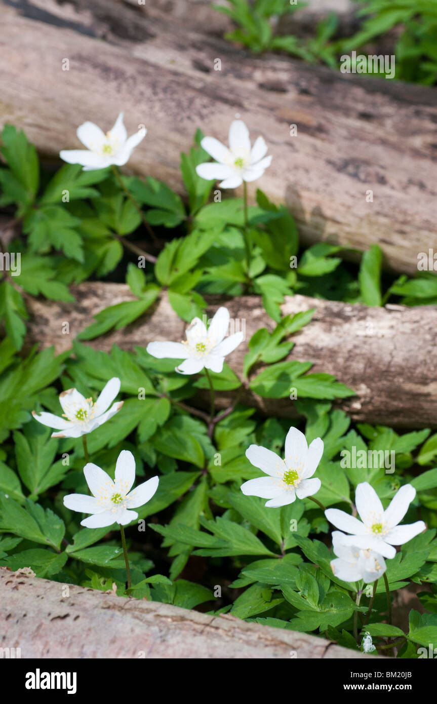 Wood anemone (Anemone ursinum) growing amongst a stack of dead tree ...