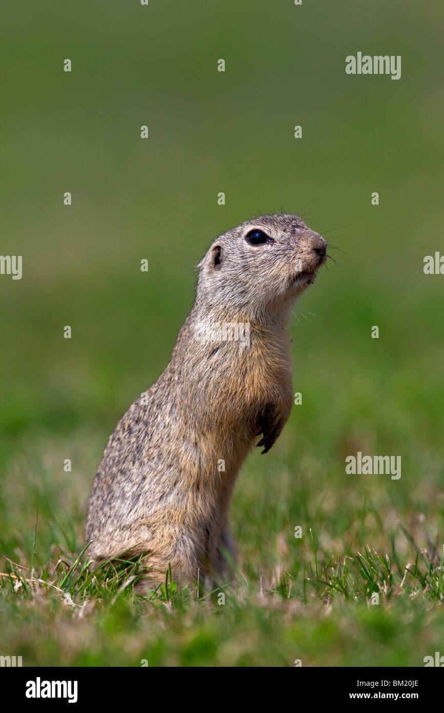 European Souslik / Ground Squirrel / European Suslik (Citellus citellus ...