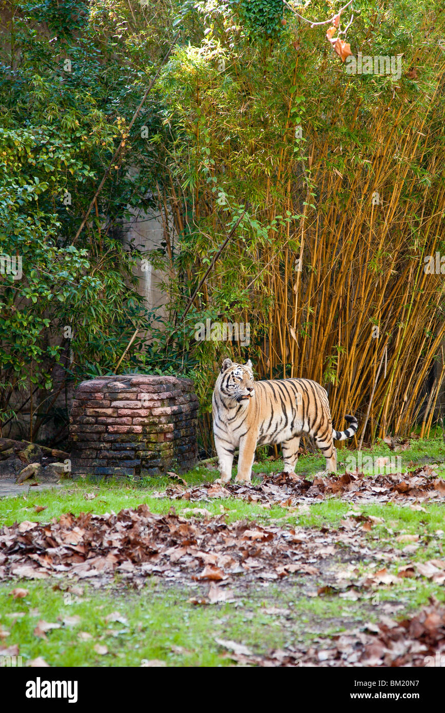 Orlando, FL - Jan 2009 - Asian tiger (Panthera tigris) paces in display ...