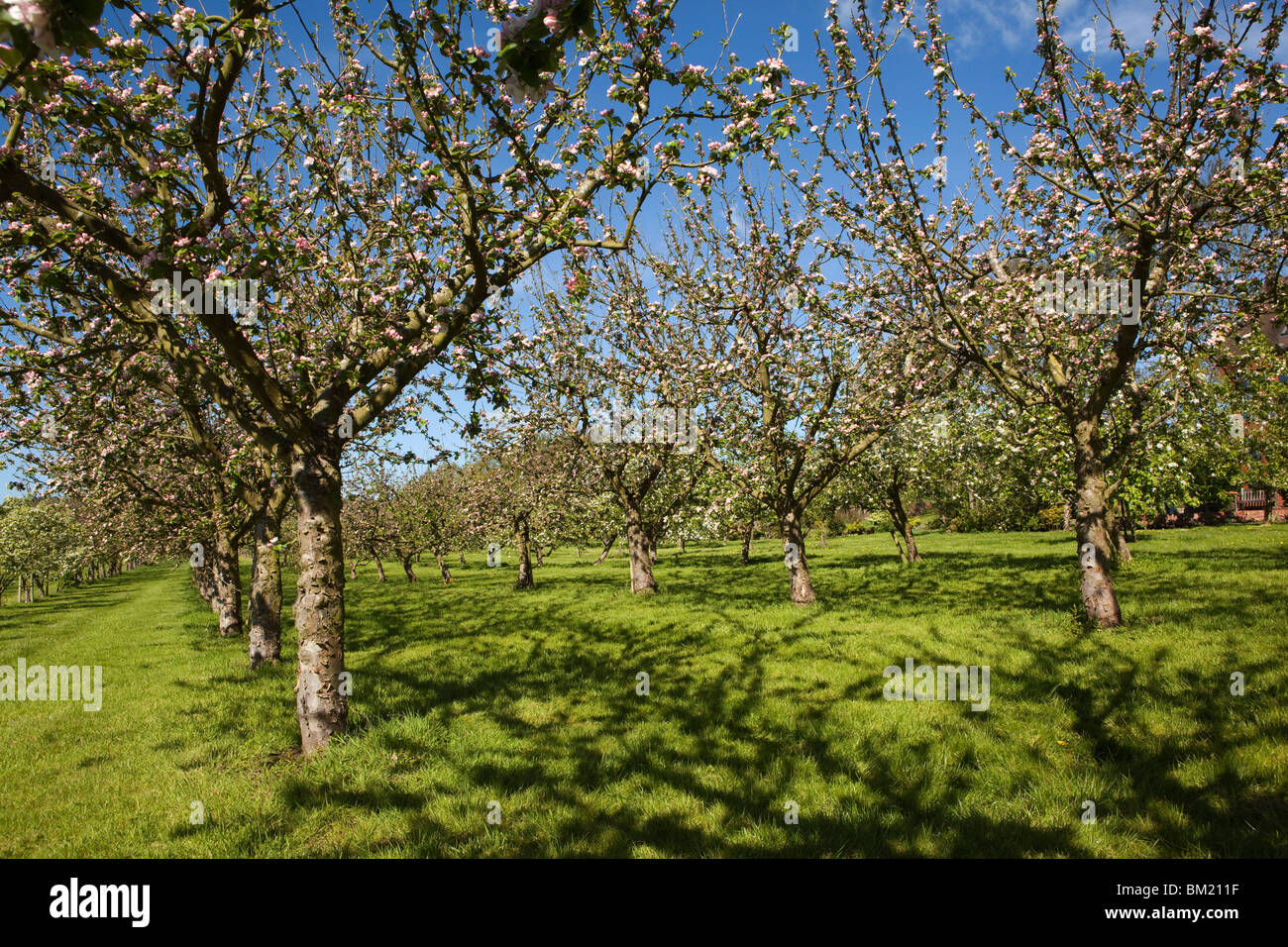 Apple orchard planting uk hi-res stock photography and images - Alamy