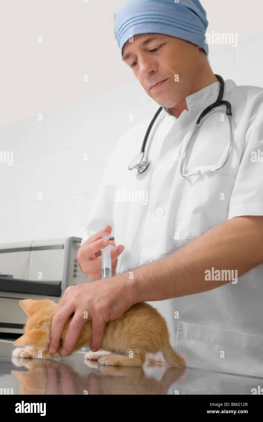Vet injecting a cat Stock Photo - Alamy