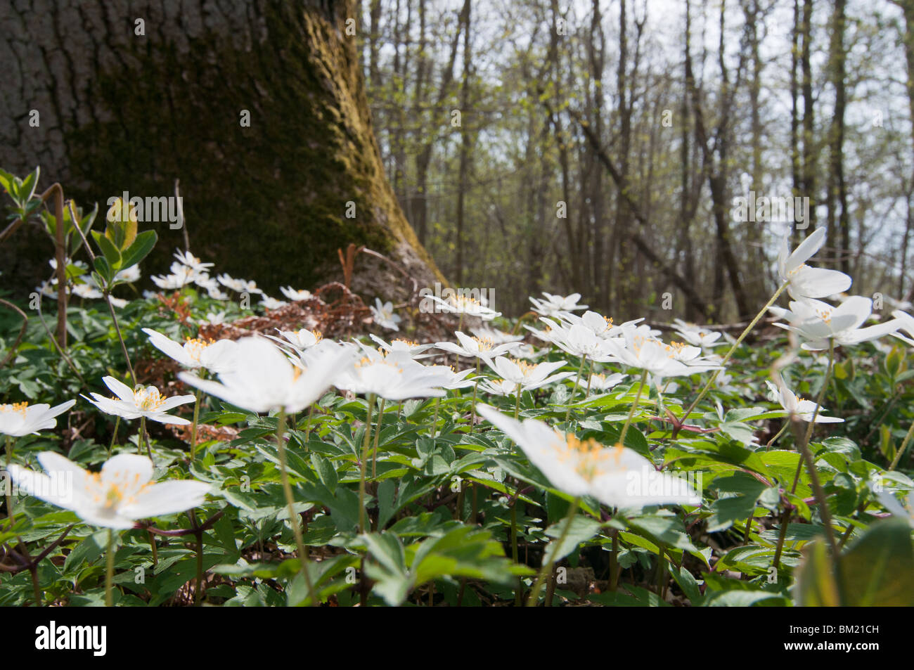 Clump of wood anemones (anemone ursinum) in front of oak tree (Quercus ...