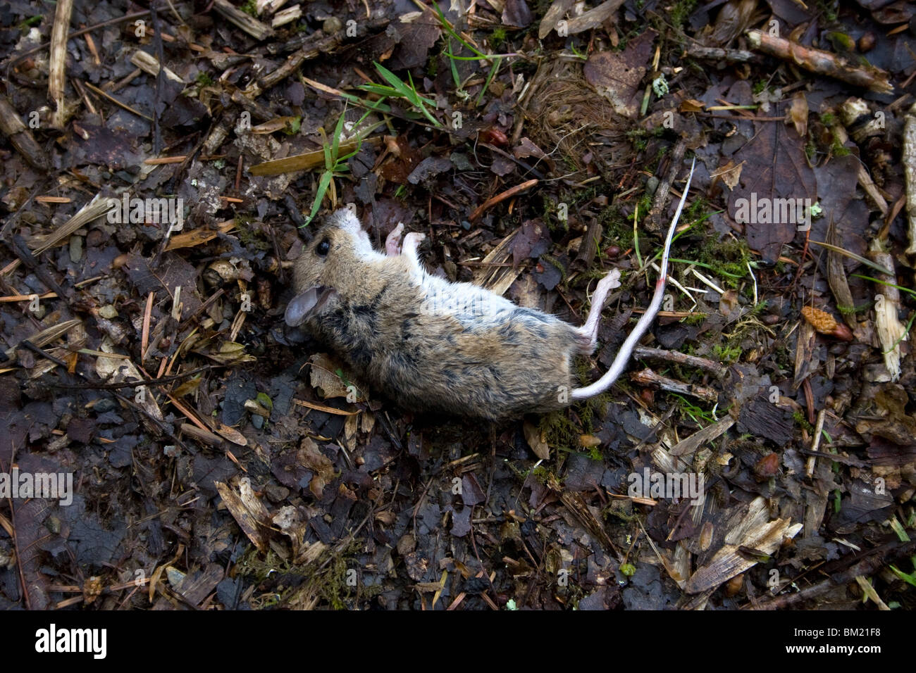Anmime06d hi-res stock photography and images - Alamy