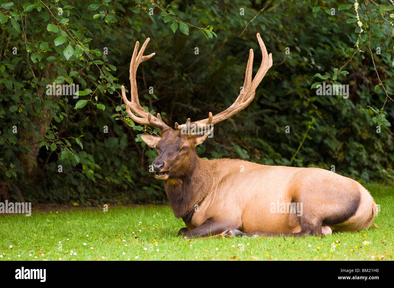 Roosevelt elk in Redwood National Park, California, United States of ...