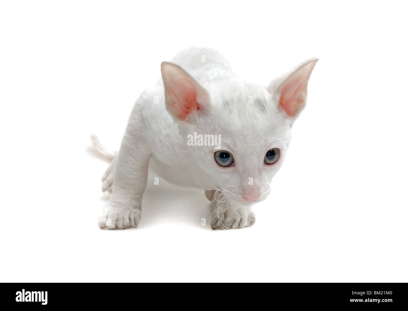 Cute cornish rex cat Cut Out Stock Images & Pictures - Alamy