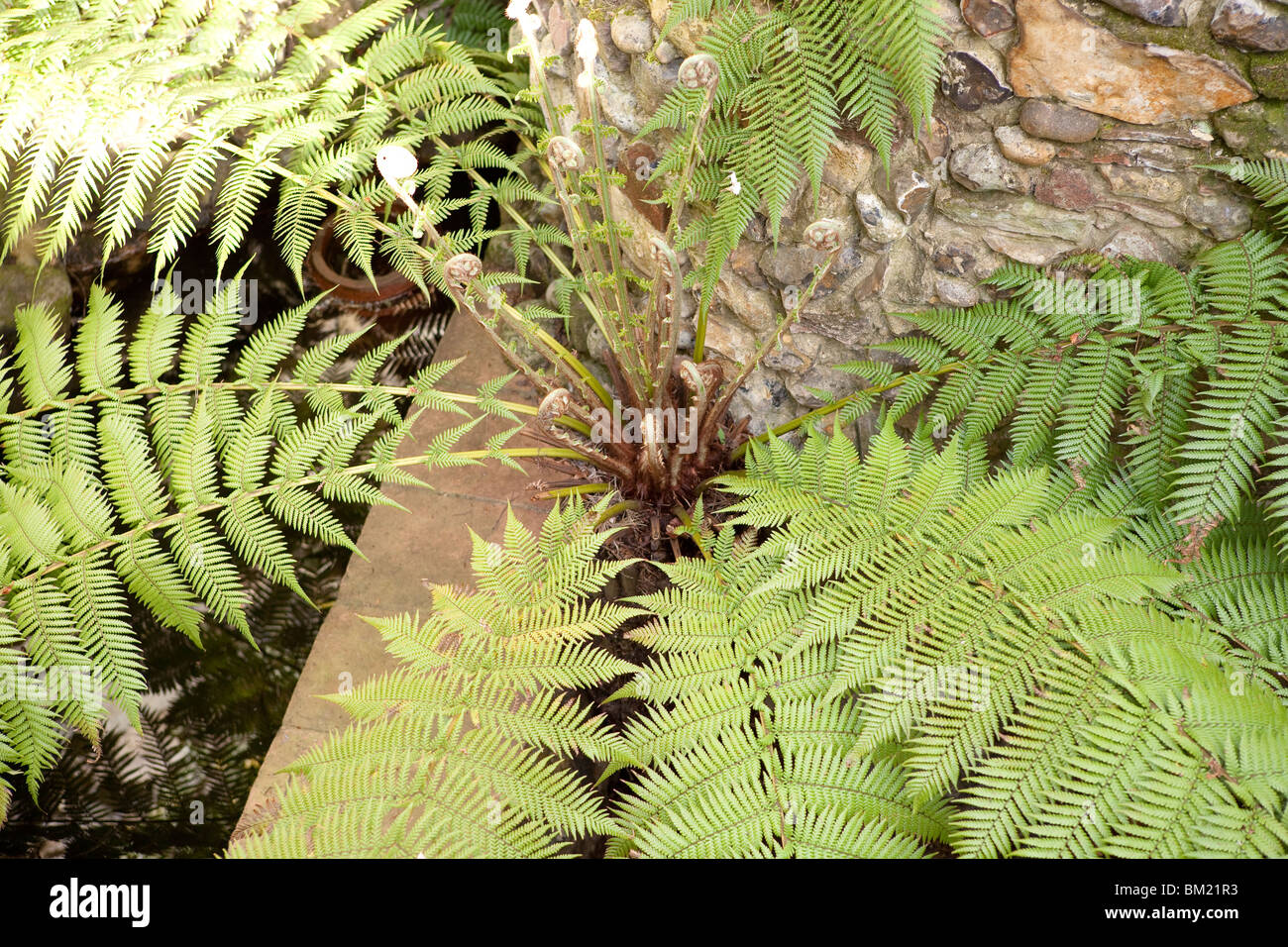 Dicksonia antarctica,(the Soft Tree Fern, Man Fern or Tasmanian Tree ...