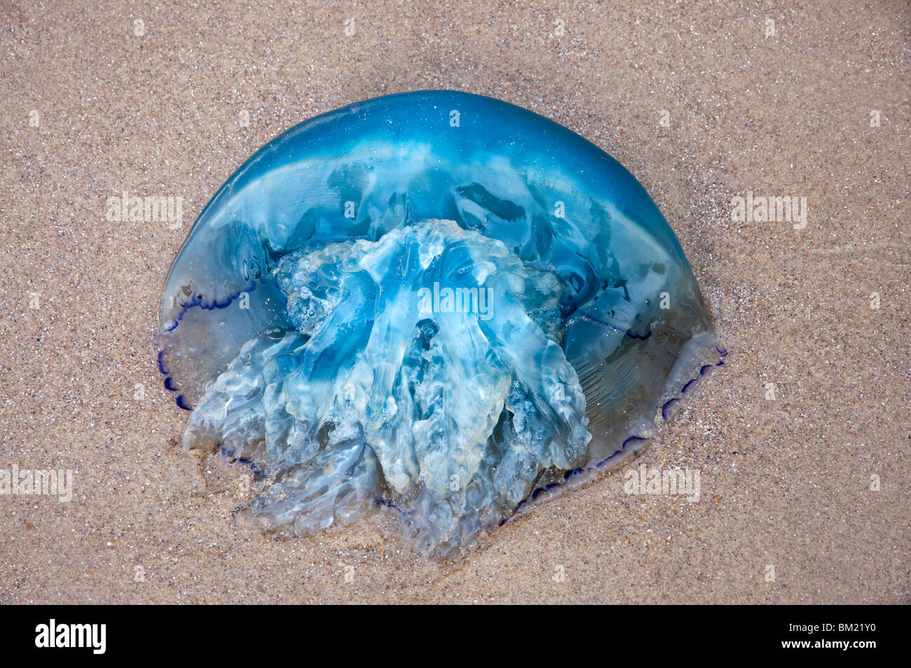 Barrel jellyfish (Rhizostoma octopus) stranded on beach, Belgium Stock ...