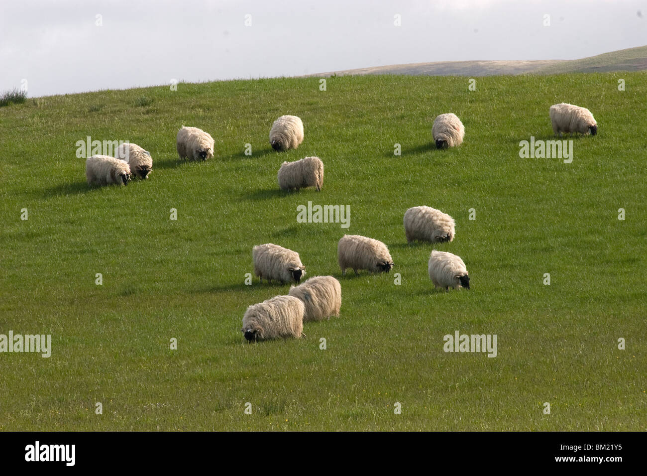 Black Galloway Cattle High Resolution Stock Photography and Images - Alamy