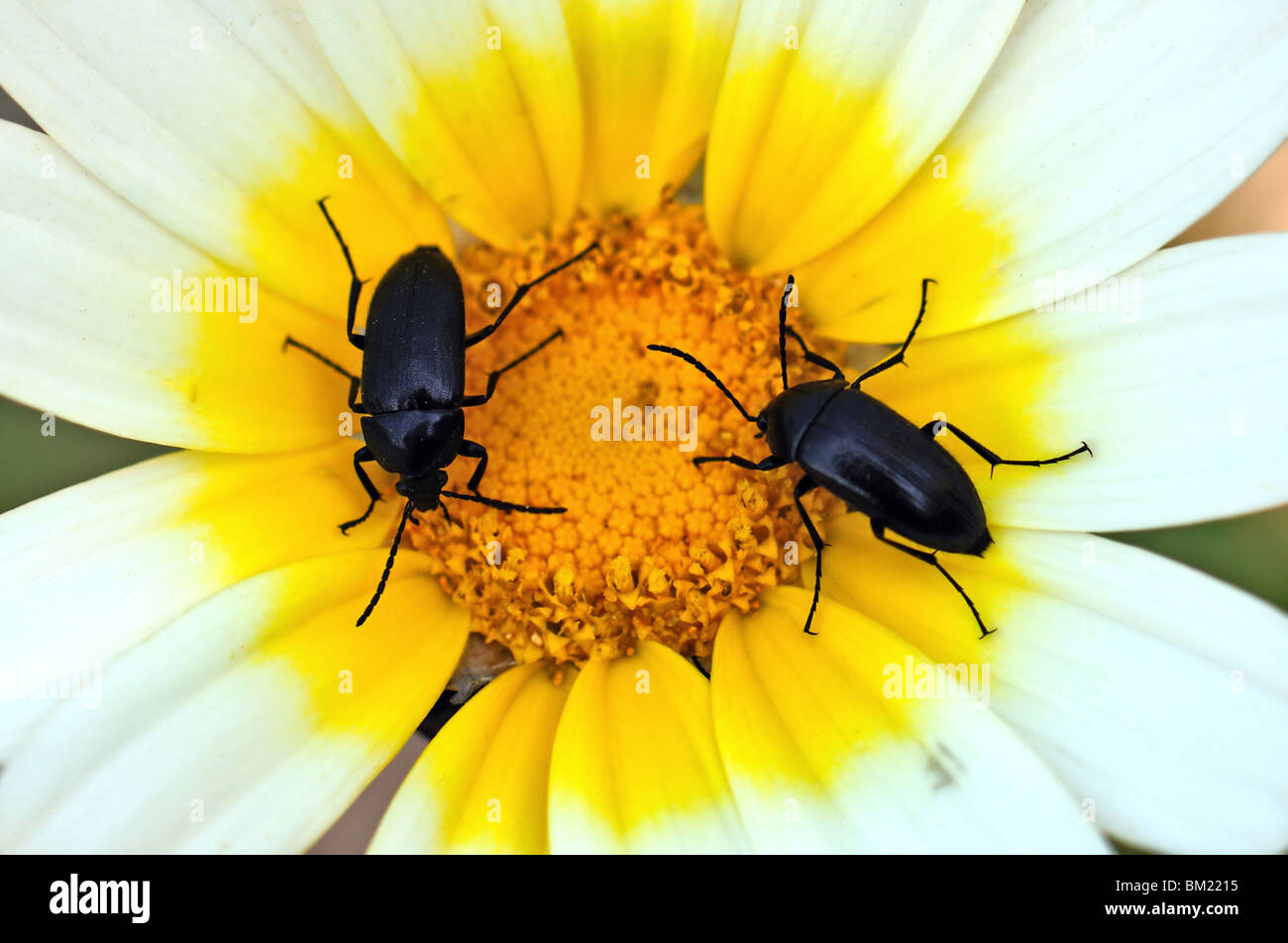 Two small beetles on a blooming flower Stock Photo - Alamy
