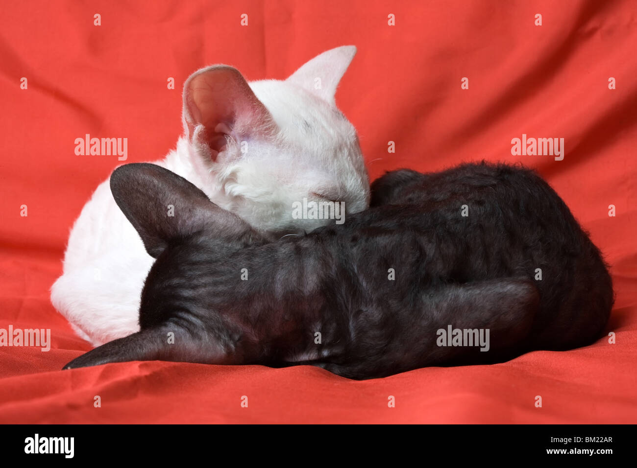 Black cornish rex cat hi-res stock photography and images - Alamy