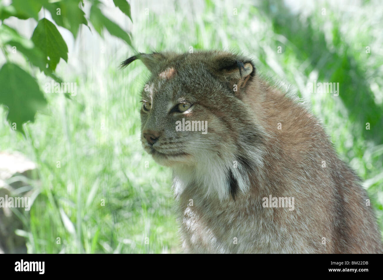 A watching Canadian Lynx Stock Photo - Alamy