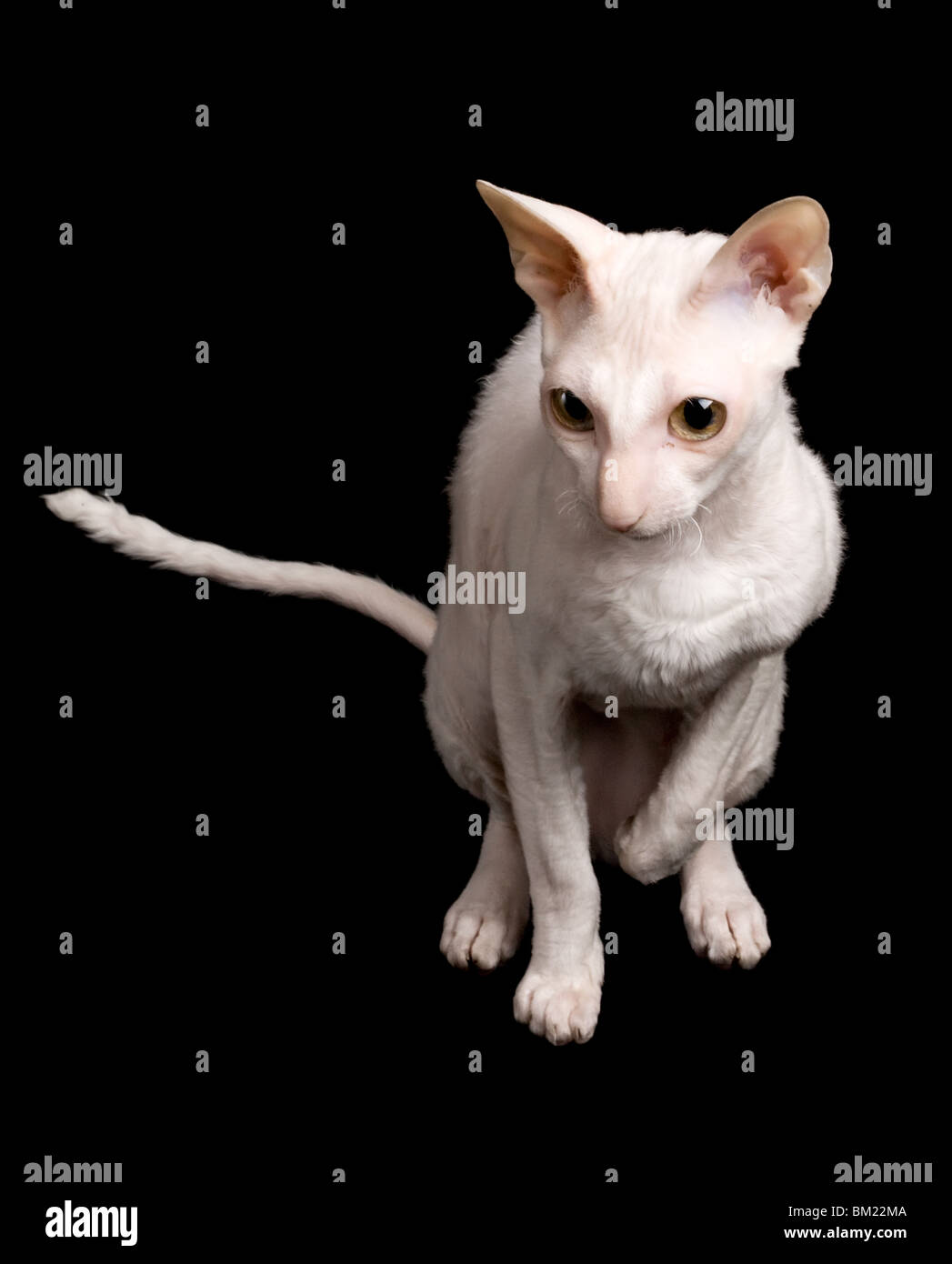 cornish rex cat isolated on black Stock Photo - Alamy