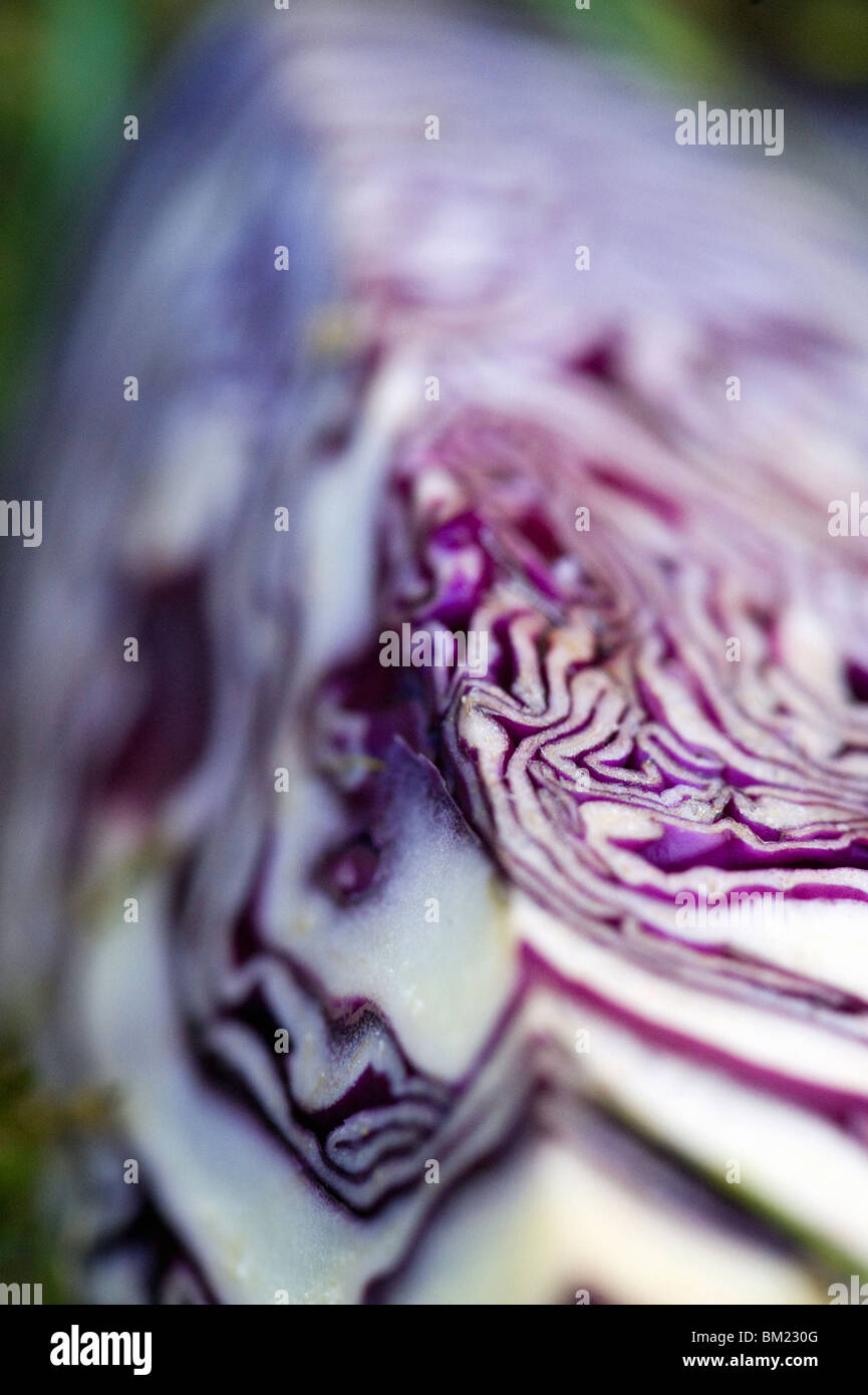 A close-up view of a red cabbage Stock Photo - Alamy