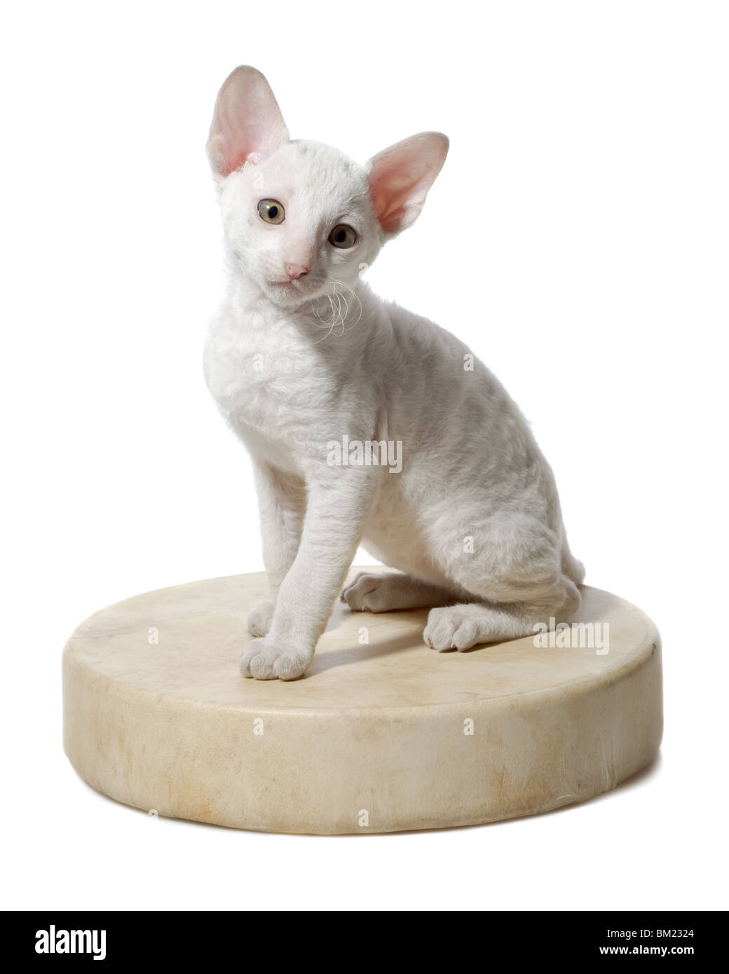 Rex kitten isolated white hi-res stock photography and images - Alamy